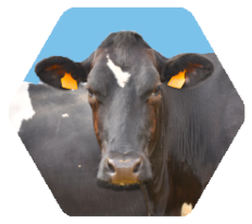 Accueil Aliment Betail Limousin | Aliment Betail Limousin